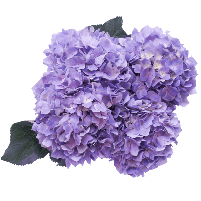 Purple Hydrangea