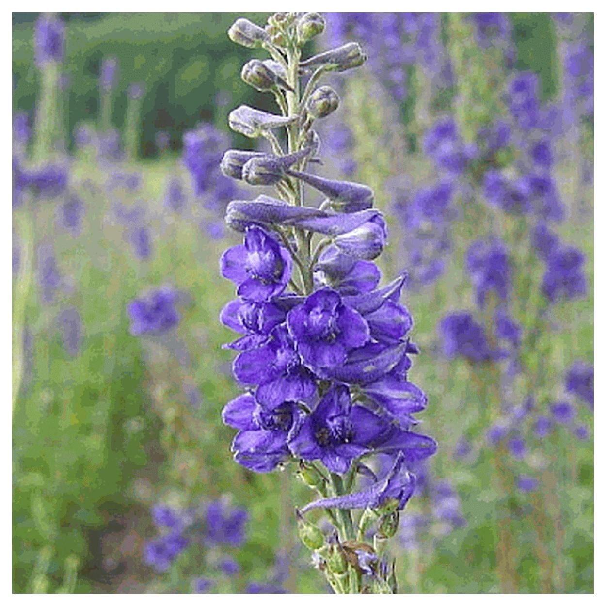 Everwilde Farms - 1 lb Tall Larkspur Native Wildflower Seeds - Gold ...