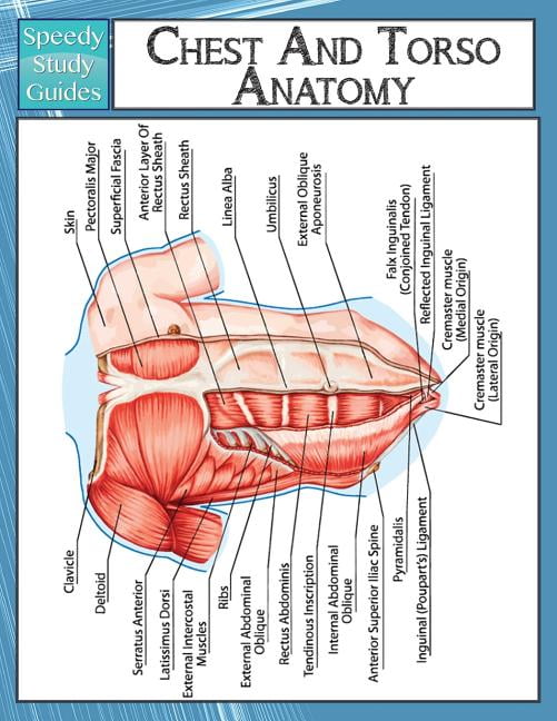 Chest and Torso Anatomy (Speedy Study Guide) - Walmart.com