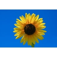 1000 GOLDEN WAVE COREOPSIS (Goldenmane Tickseed) Coreopsis Basalis ...