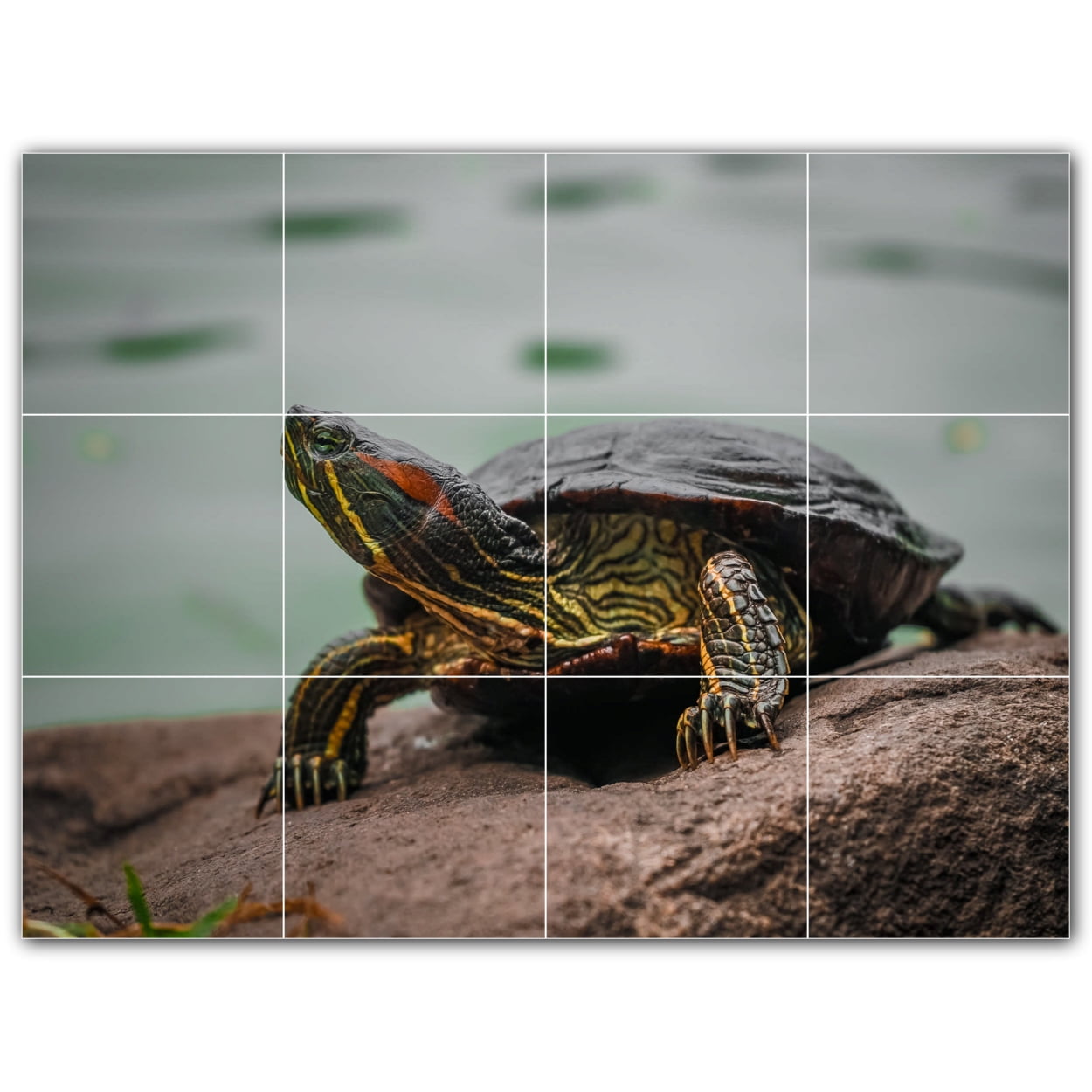 Picture-Tiles.com: Turtle Ceramic Tile Wall Mural WAL501048-43M. 24"W x ...