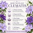 Clematis Vine Planting-Potted-Easy to Grow – Garden & Home Decoration ...