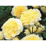 30 Rare Seeds| Yellow The Pilgrim Rose Bush Flower Seeds#1120 | Seeds ...