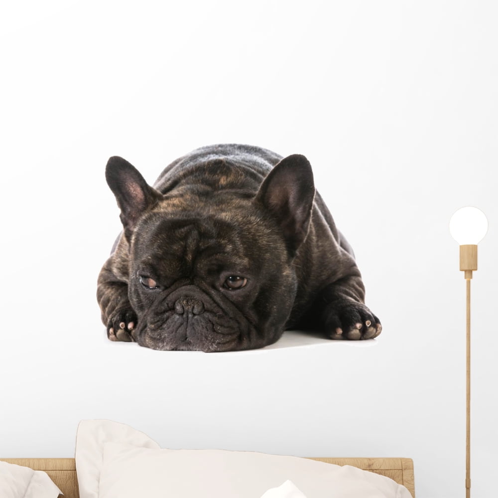 French Bulldog Wall Mural by Wallmonkeys Peel and Stick Graphic (18 in ...