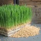 Organic Triticale Seeds- 4.5 Lbs- Triticale Grain Seed: Sprouting ...