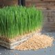 Organic Triticale Seeds- 1 Lbs- Triticale Grain Seed: Sprouting Sprouts ...