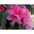 50 Rosebay RHODODENDRON Maximum White Pink Laurel Bush Shrub Flower ...