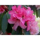 50 Rosebay RHODODENDRON Maximum White Pink Laurel Bush Shrub Flower ...