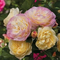 Heirloom Roses - Yellow Live Shrub Rose Plant, Delivered Flower Bushes ...