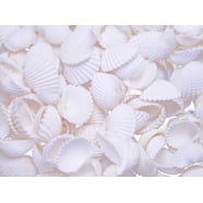 Set of 100 Small Brown and White Ark Shells (3/4' - 1") for Beach ...