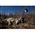 Mojo HW2304 Super Critter Predator Decoy - Walmart.com
