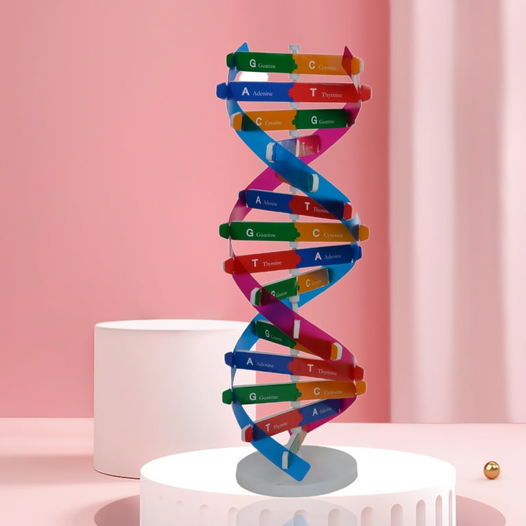 Homemade Dna Model Project
