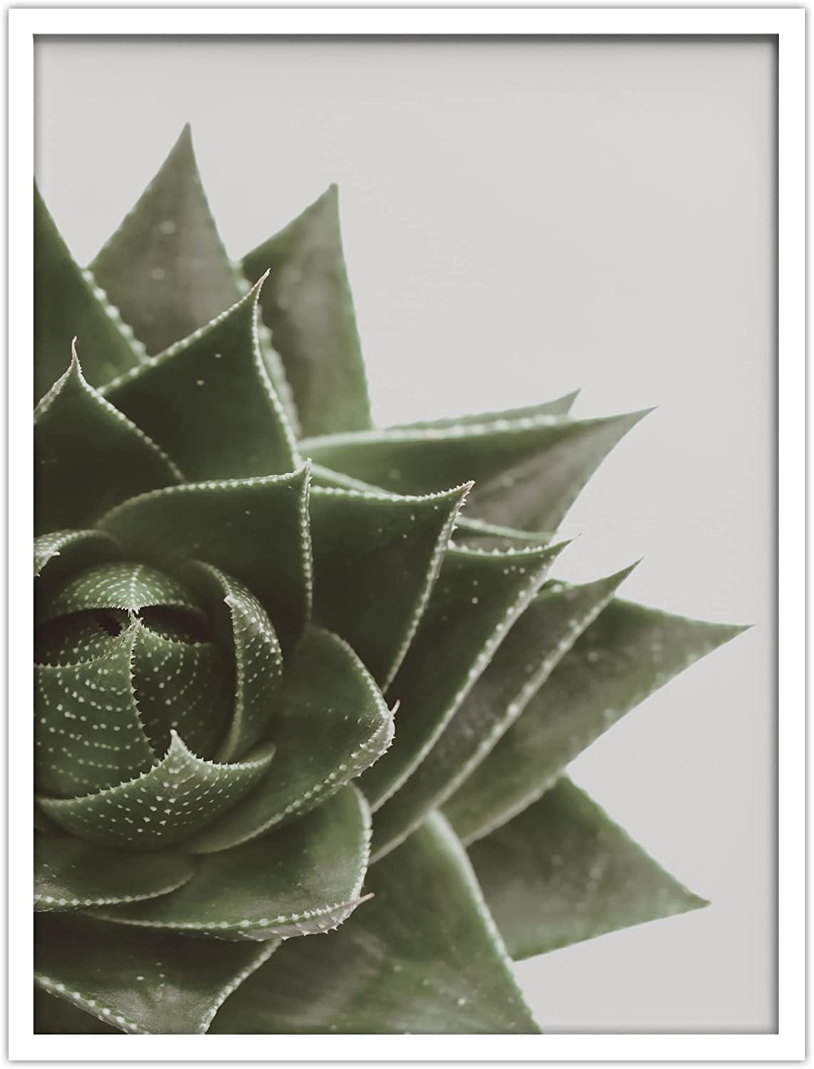 PixonSign Framed Wall Art Print Spiky Succulent Side View Nature Plants ...
