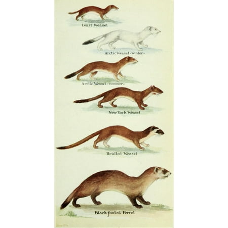 ferret vs weasel vs mongoose