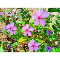 Madagascar Periwinkle Seeds for Planting - Mixed Color Flowers ...