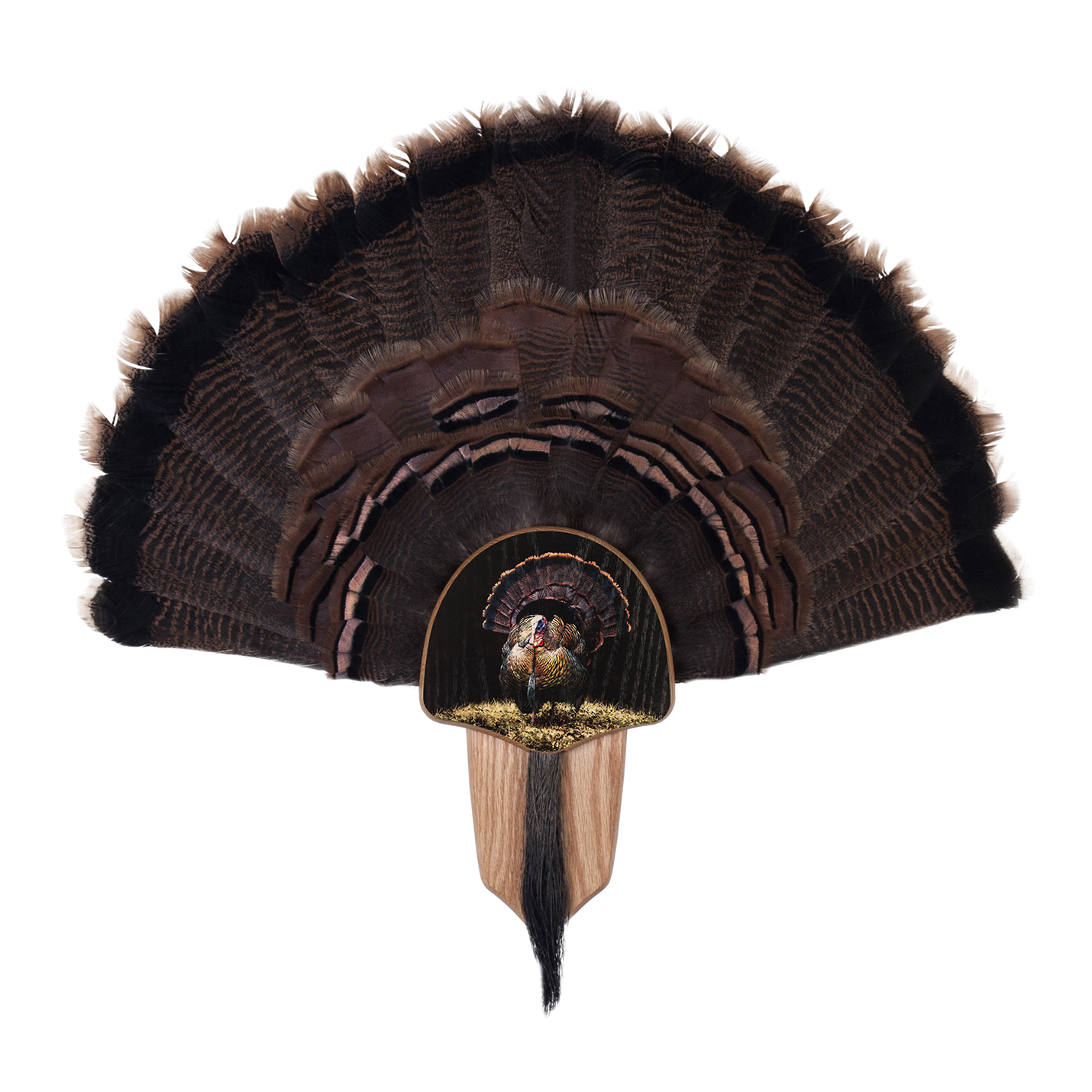 Walnut Hollow Country Turkey Fan Display Kit, Oak Featuring Full Fan ...