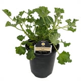 Lime Scented Leaf Geranium - Grow Indoors or Out - Live Plant - Quart ...
