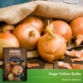 2 Packs Ailsa Craig Onion Seed - Long-Day Sweet Yellow Onions - Non-GMO Heirloom Biennial Full ...