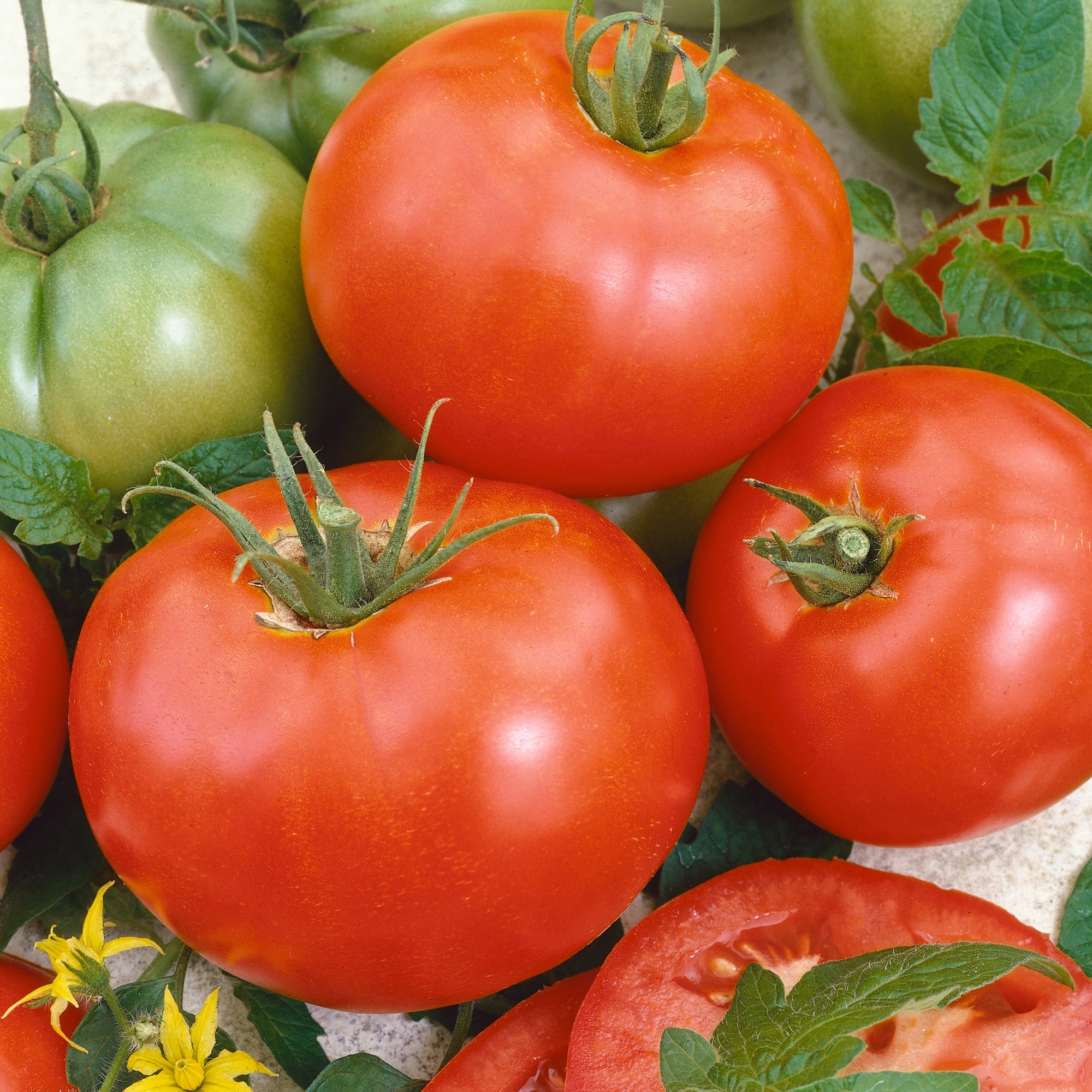 Silvery Fir Tree Tomato Seeds - 300 Mg Packet ~65 Seeds - Non-GMO ...