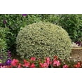 Ligustrum Sinense Variegated - 40 Live Plants - Chinense Privet Sinense ...