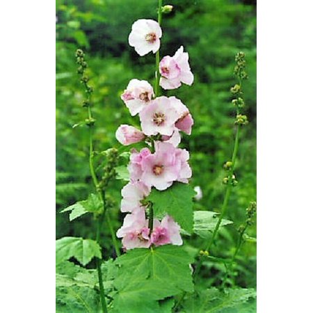 50 Pink MOUNTAIN HOLLYHOCK Kankakee Mallow Iliamna Rivularis aka ...