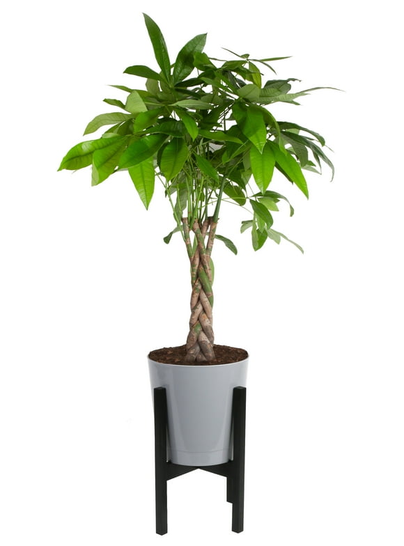 Money Tree Plants in Indoor Plants - Walmart.com