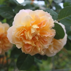 Heirloom Roses Twilight Zone Grandiflora Rose - Fragrant Purple Live ...