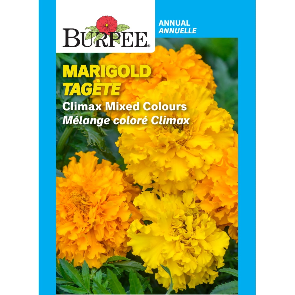 Burpee Climax Mixed Colours Marigold, Plant Seeds for Home Garden ...
