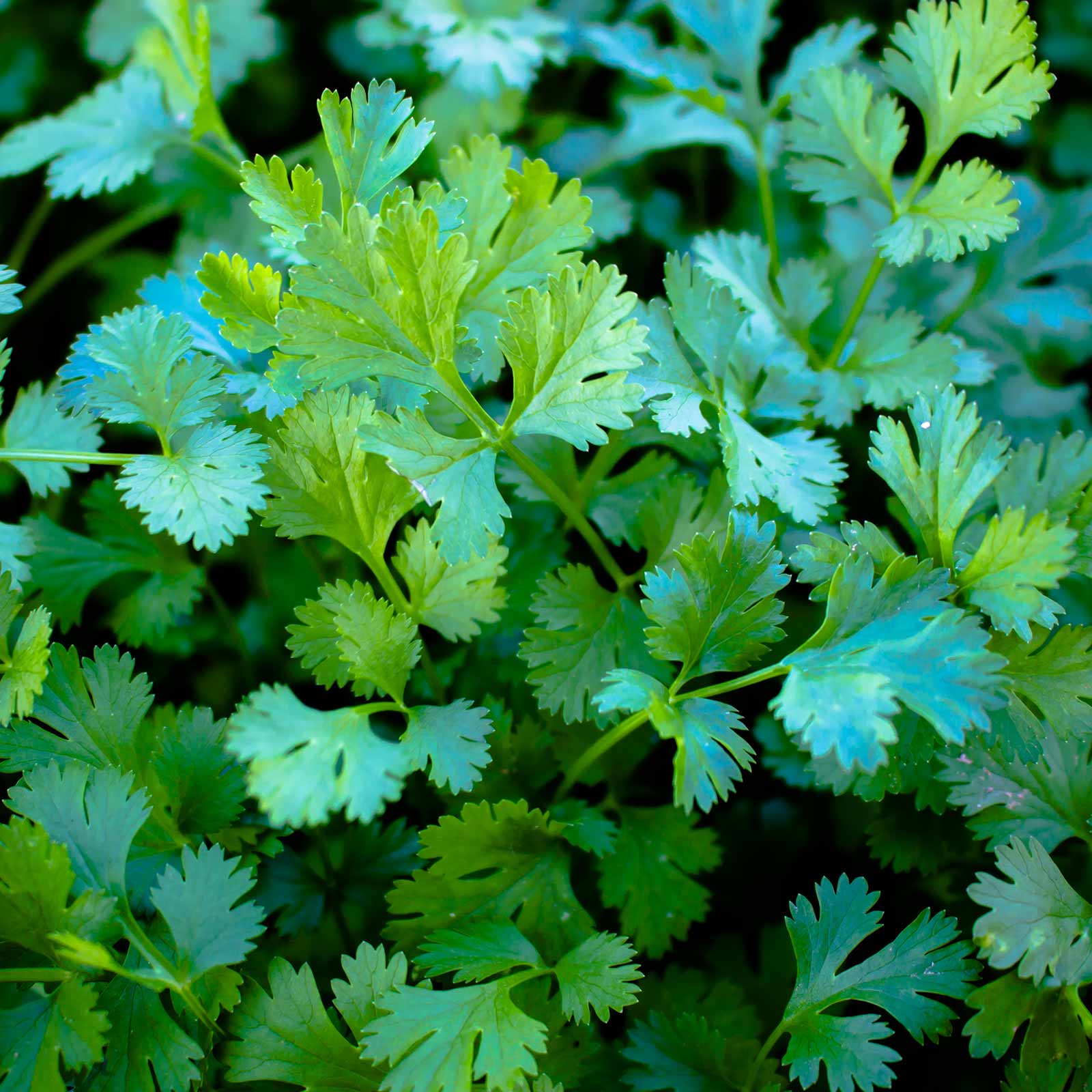 Slow Bolt Cilantro Herb Garden Seeds 1 Oz Non GMO Heirloom Herbal Slow Bolt Cilantro Herb Garden Seeds 1 Oz Non GMO Heirloom Herbal