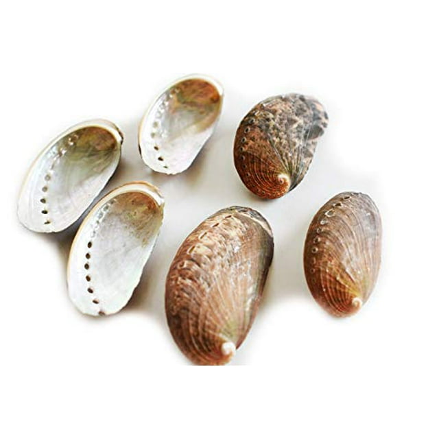 24 Green Abalone Shells Seashell (Donkey's Ear) Haliotis Asinina Ocean ...