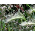 TomorrowSeeds - Squirrel Tail Grass Seeds - 1500+ Count - For 2025 ...
