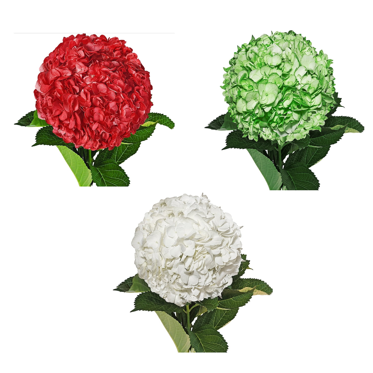 Hydrangeas 15 Stems of Airbrushed Red and Green Farm Direct Fresh Cut ...