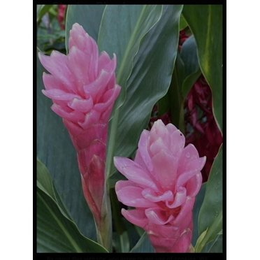 "Pink Live Ginger Plant Roots, 2-Pack, 2""-4"" Long, Partial Shade ...