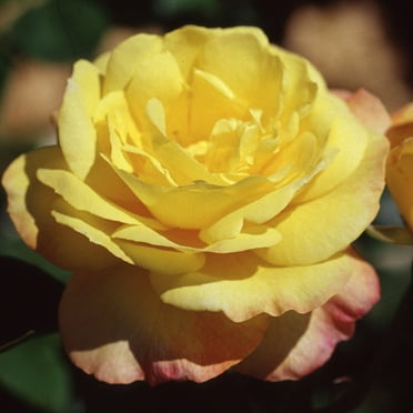 Heirloom Roses Rose Bush - Glowing Peace™ Grandiflora , Live Rose Plant ...