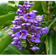 Tropical Bulb Plants