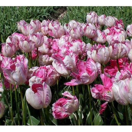 Silver Parrot Design Tulip 7 Bulbs -Blush Pink and Creamy Yellow- 12 ...