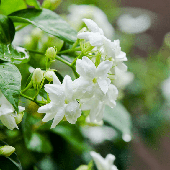 Sambac Jasmine Plant Live, Live Jasmine Plant 12 Inch Height, Grand ...
