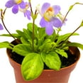 Naine Argente Gesneriad Primulina, 6 inch Flowering Indoor Chirita ...