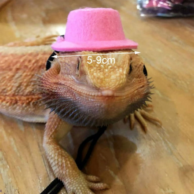 Funny Lizards Pictures