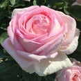 Heirloom Roses Fragrant Rose Bush - Amazing Grace‚Ñ¢ Shrub, Live Plant ...