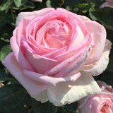 Heirloom Roses Fragrant Rose Bush - Amazing Grace‚Ñ¢ Shrub, Live Plant ...