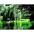 CZ Grain Weeping Willow Tree, Live Outdoor Tree, Arching Canopy ...