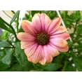 25 SALMON AFRICAN DAISY Dimorphotheca Sinuata Apricot Flower Seeds ...