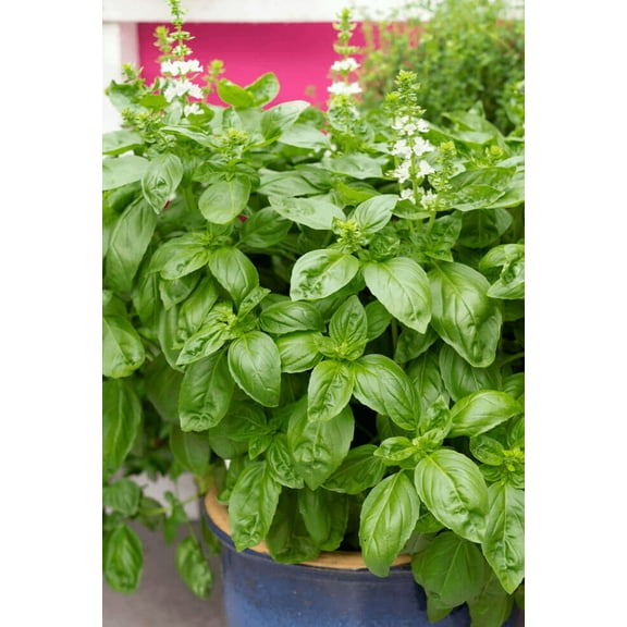 Sweet Basil | Two Live Herb Plants | Non GMO, Gardener Favorite ...