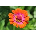 Seedville USA, 50 Carousel Mix Zinnia Seeds, Bicolor Whirligig Flowers ...
