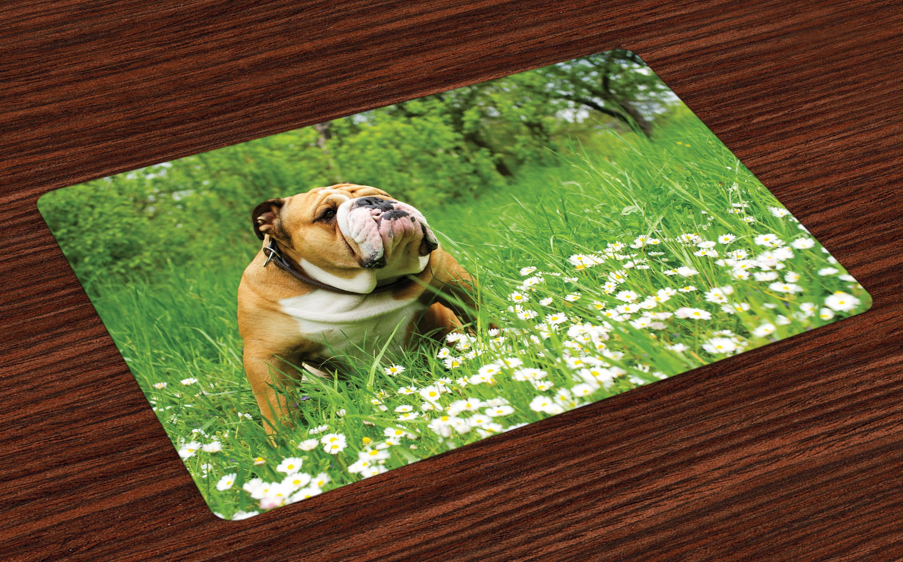 Ambesonne English Bulldog Place Mats Set of 4, Blossom Daisies ...