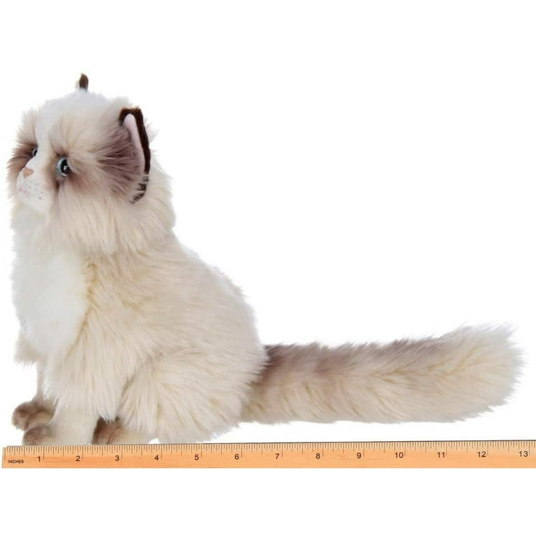 Newborn Himalayan Kittens