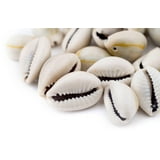 TheBeadChest Drilled Cowrie Shells (Large) - Walmart.com