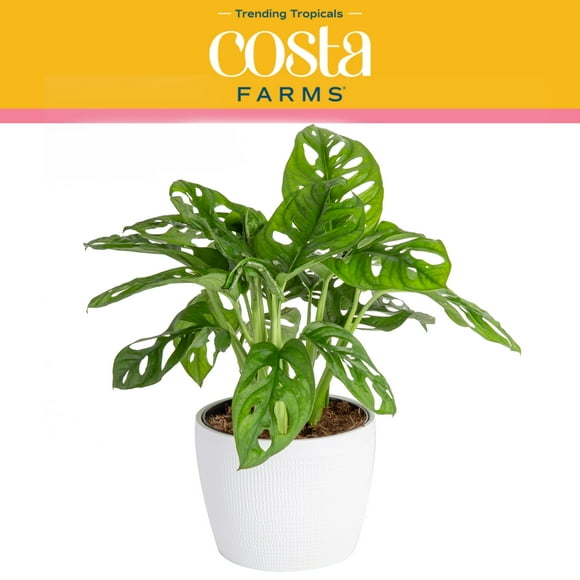 Costa Farms