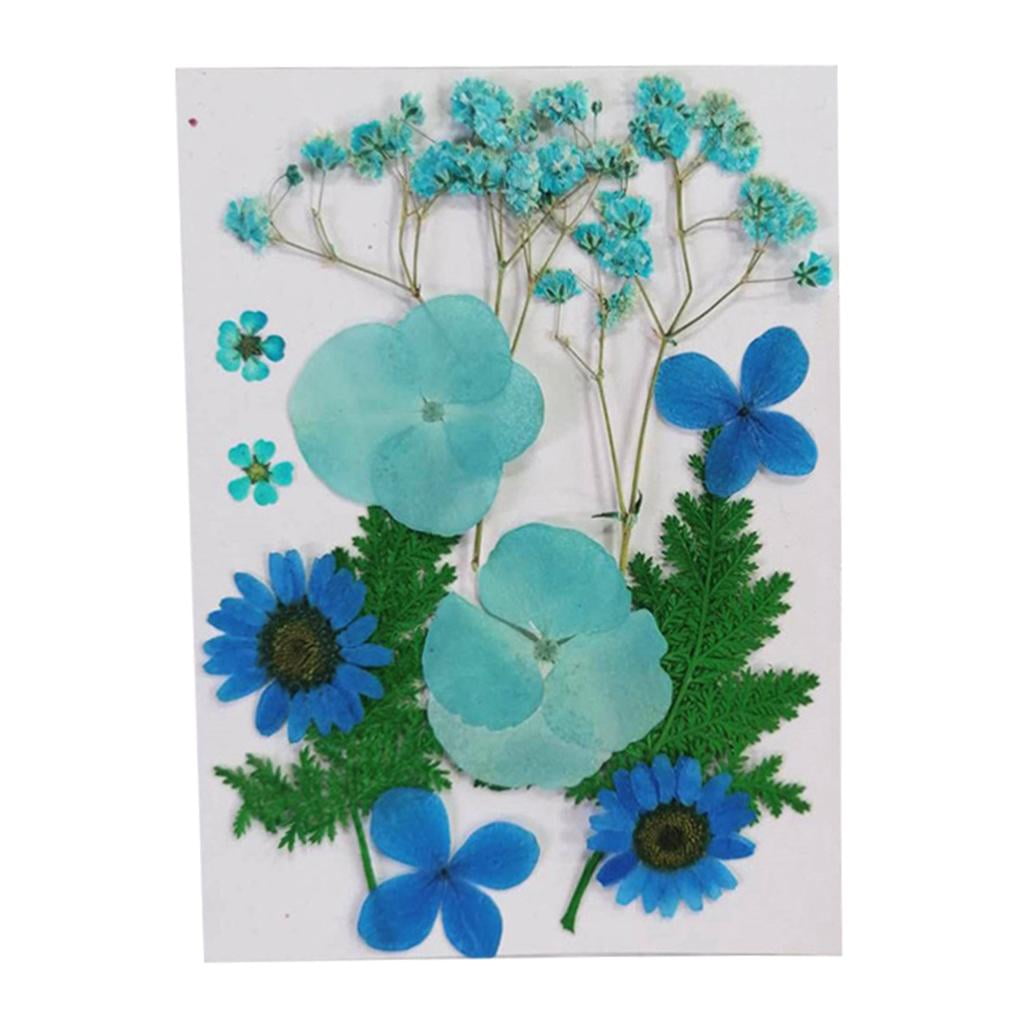 Flores secas prensadas Zulema Crisantemo de cristal azul | Walmart en línea